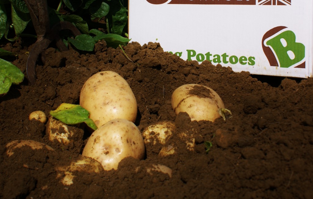 Did you know - Bennett PotatoesBennett Potatoes