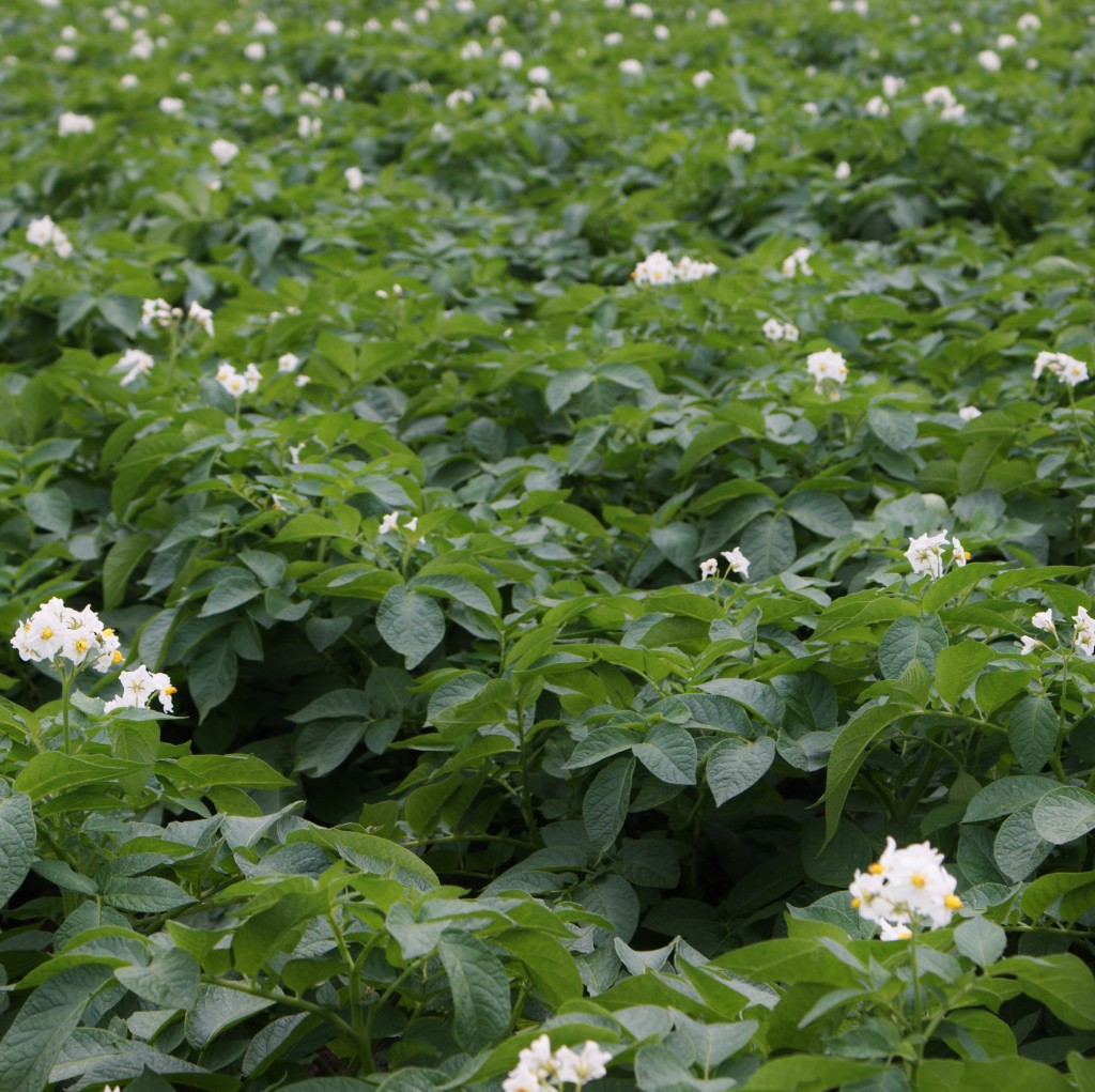 Did you know - Bennett Potatoes